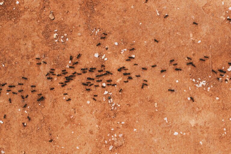 Proven Strategies to Prevent Ants in Your Home | Western Pest